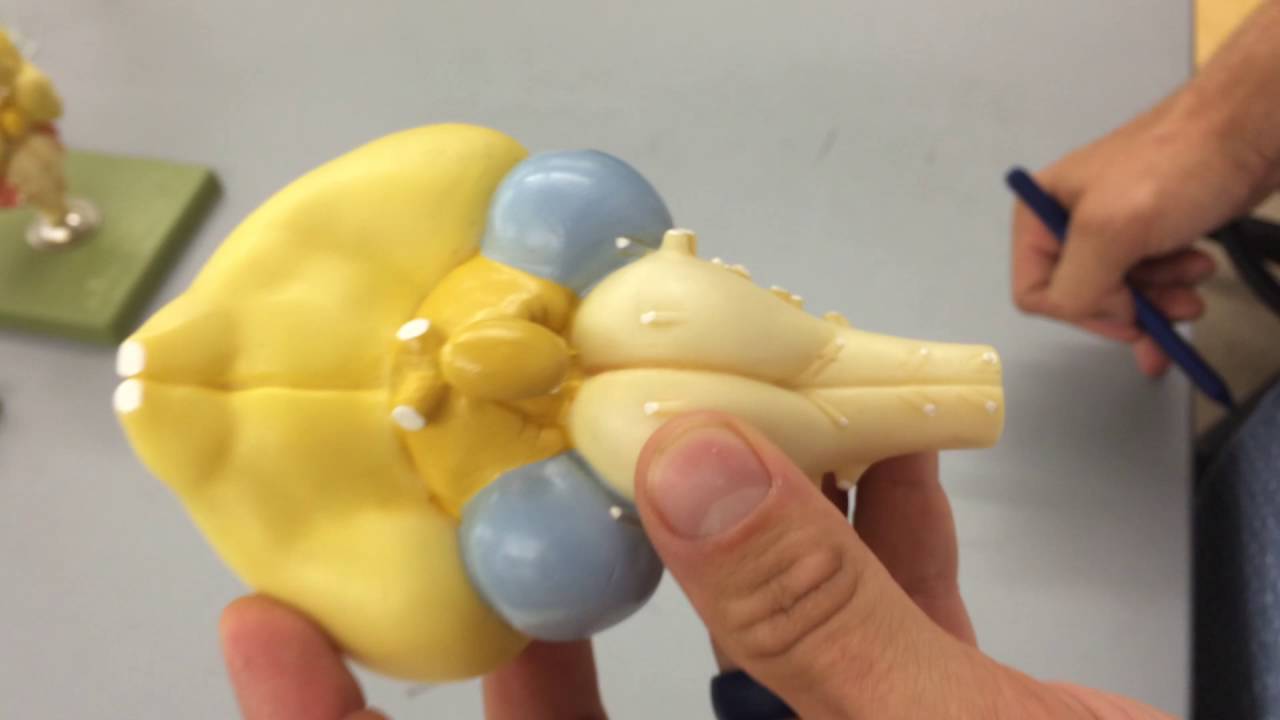 Avian Brain and Cranial Nerves - YouTube