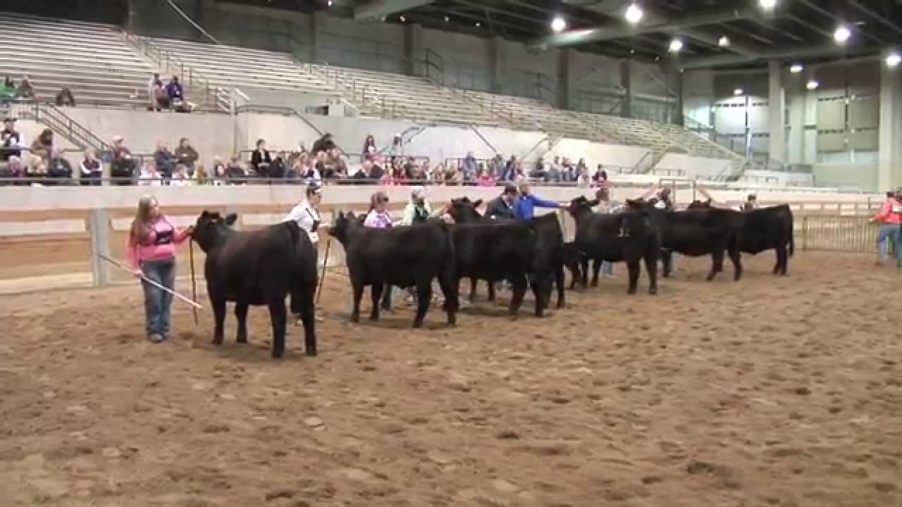 2015 Michigan Beef Expo: Showcasing Cattle Breeds - YouTube