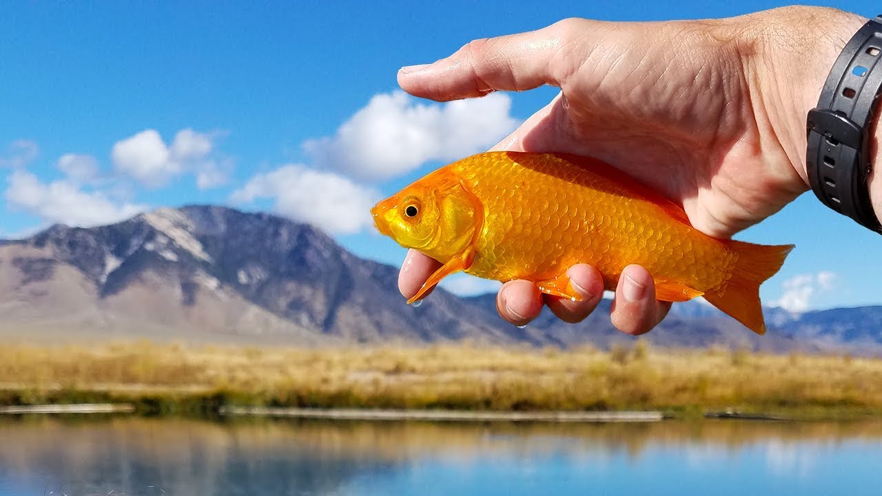 Catching GOLDFISH and Mystery Species in a Hot Spring (Tenkara Fly ...