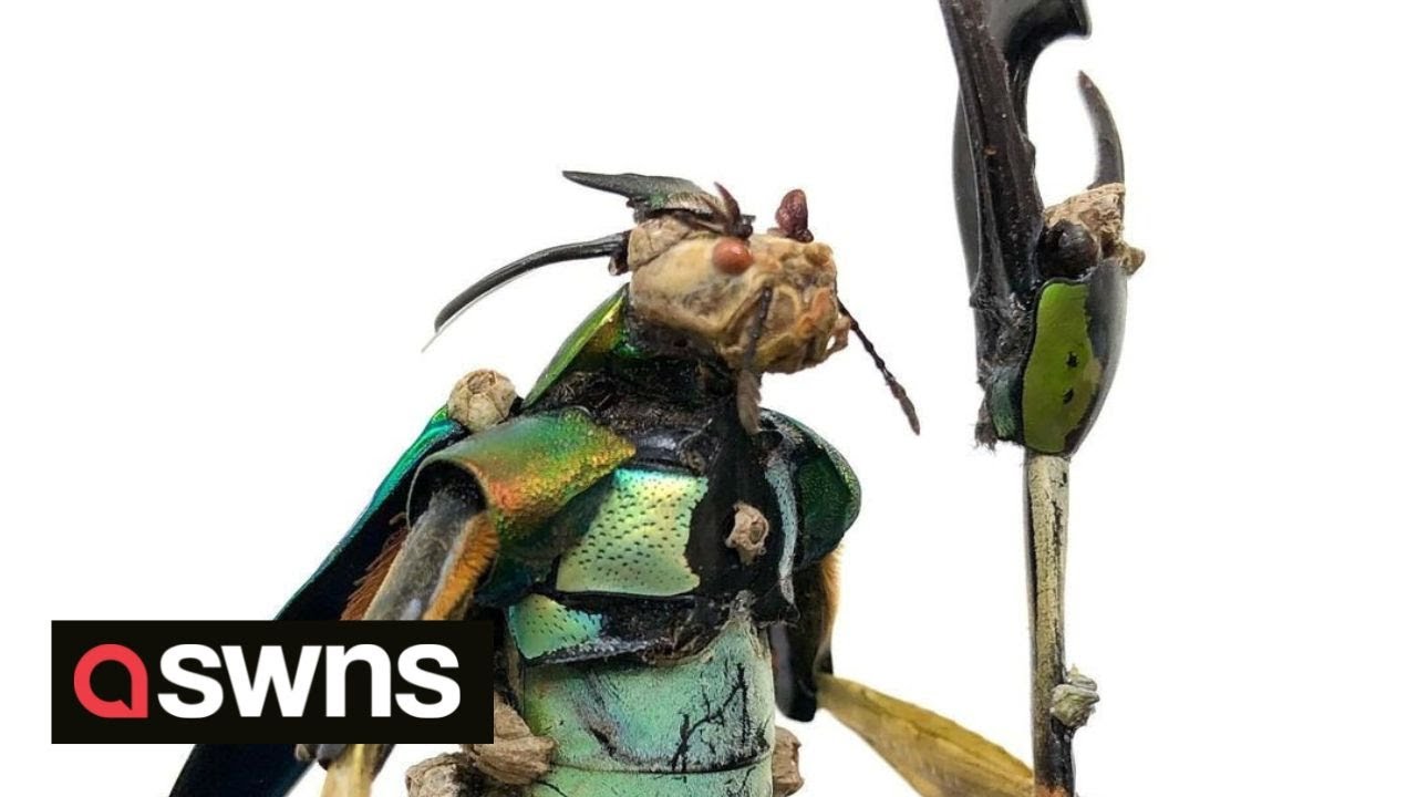 Artist creates intricate sculptures using dead insects - with each ...