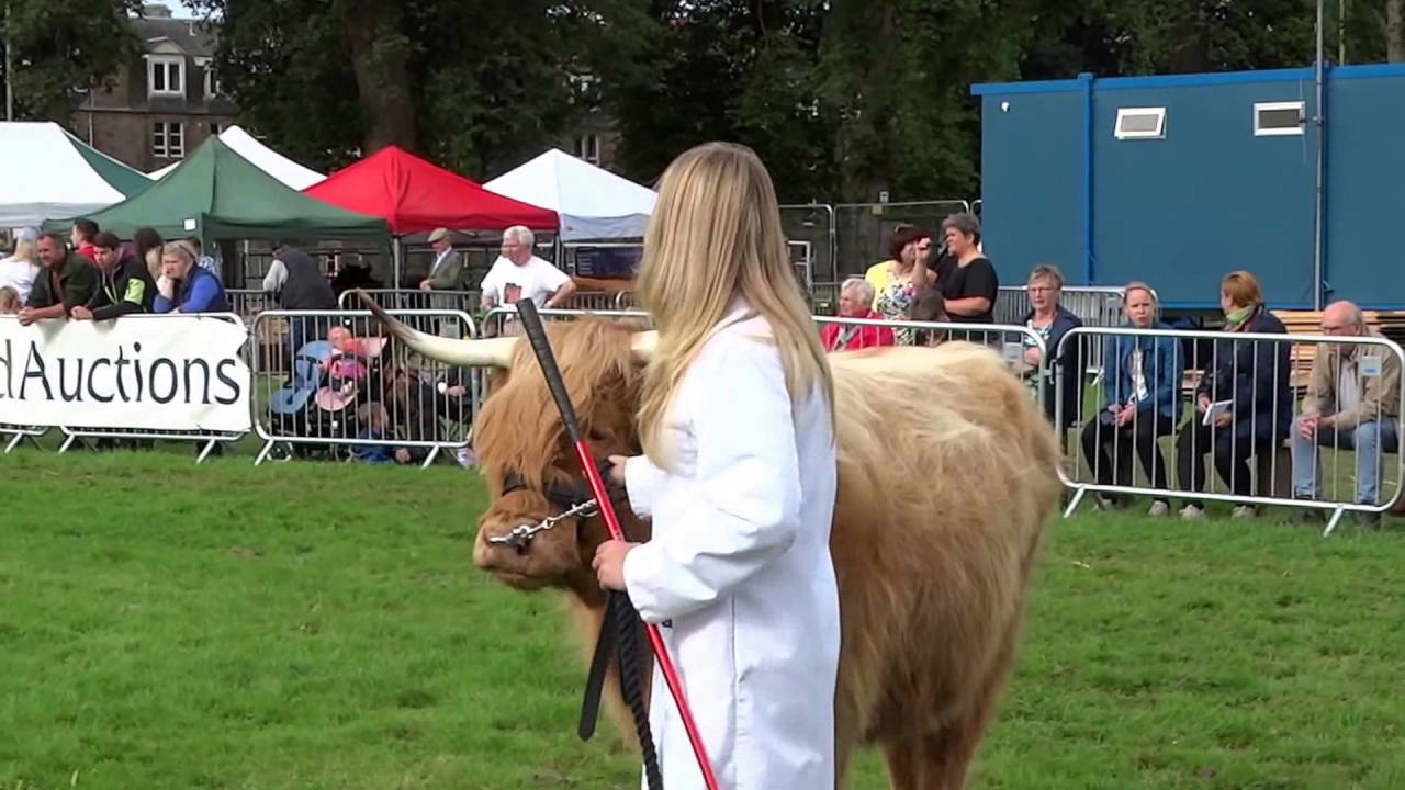 Highland Cows Agricultural Show Perth Perthshire Scotland - YouTube