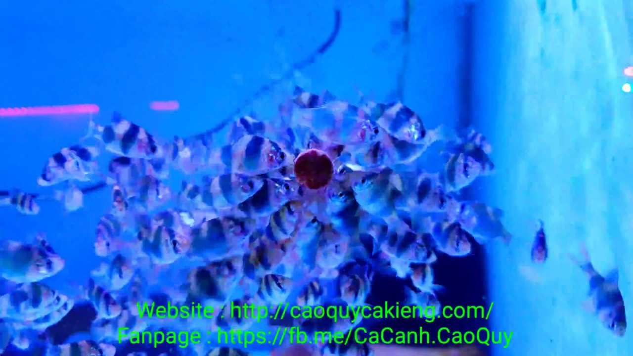 Xecan Xanh - YouTube