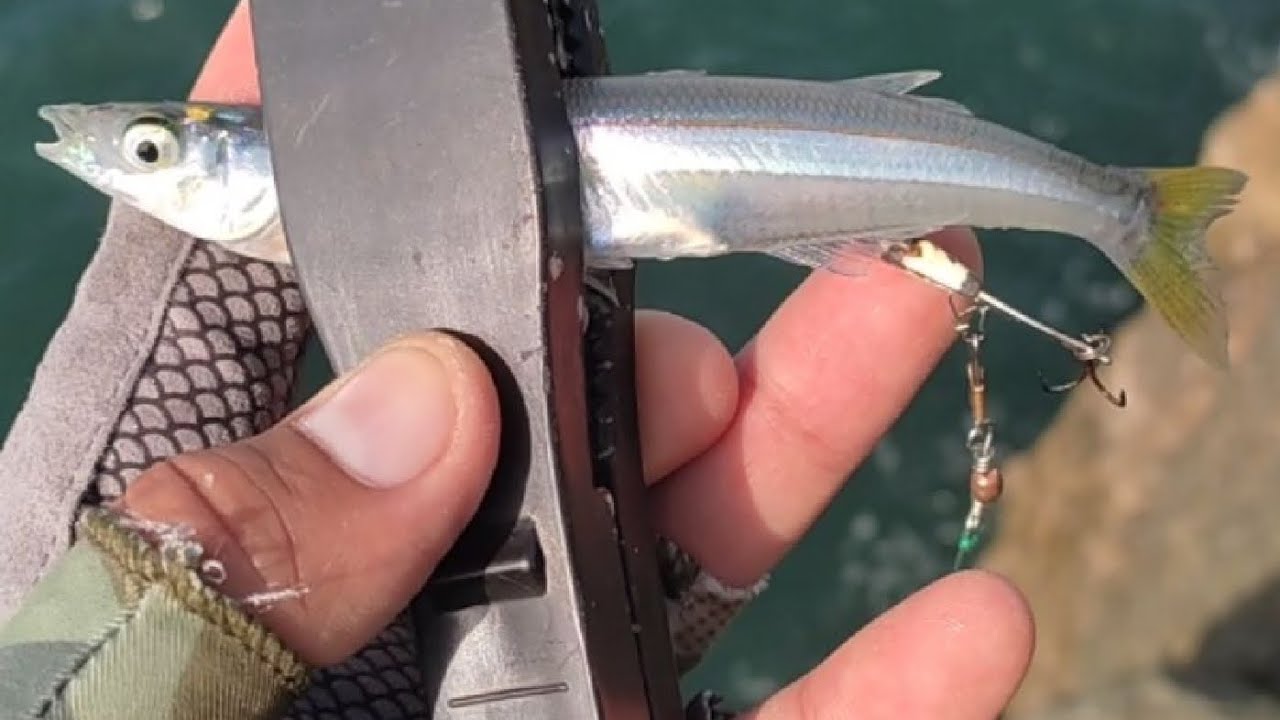 Pesca y devolución de Pejerrey de mar (odentesthes regia regia) en Lima ...