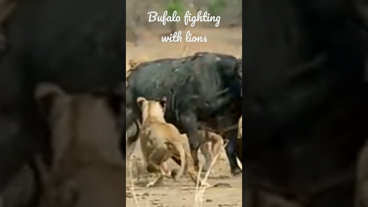 survival buffalo |animal behaviour |oddly satisfying video #shorts ...