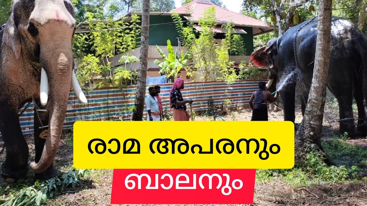 ബാലനെ കറക്കി സുനി ചേട്ടൻ🐘 ambadi balanarayanan ️ kadekachal ganeshan ️# ...