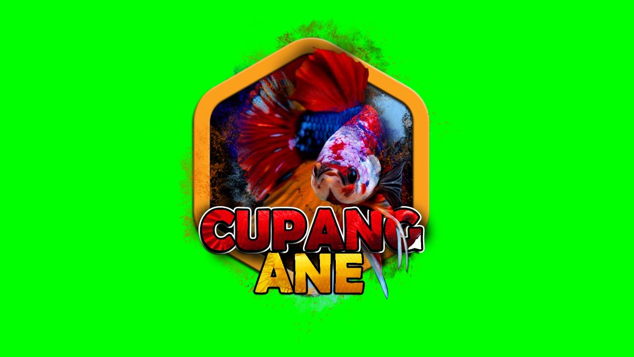 green screen kilau ikan cupang ane - YouTube