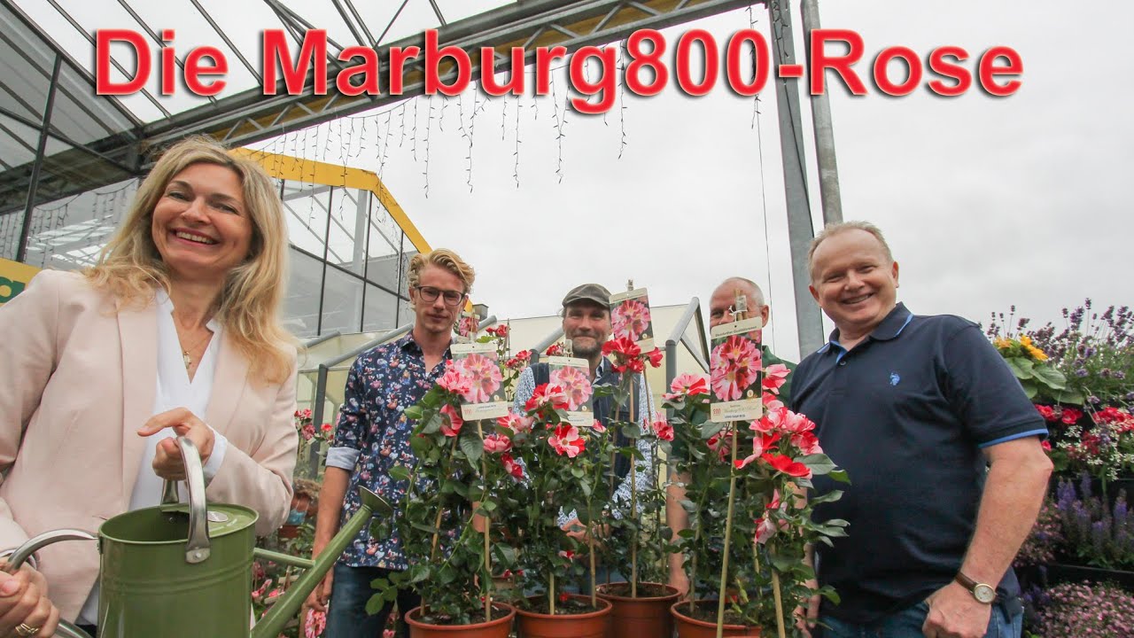 Das ist die Marburg800-Rose - YouTube