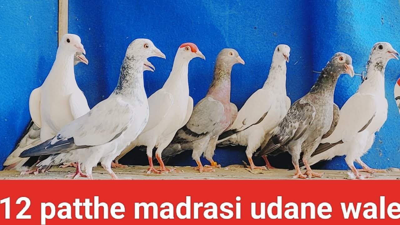 12 Pathe Madrasi Udane ke liye Dilvriy All Over India Contact8806886444 ...