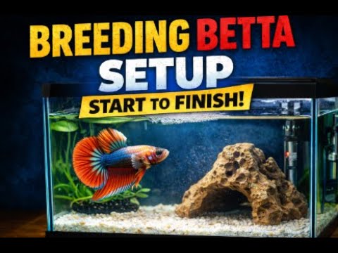 Breeding Betta Fish Setup (Start to Finish) - YouTube