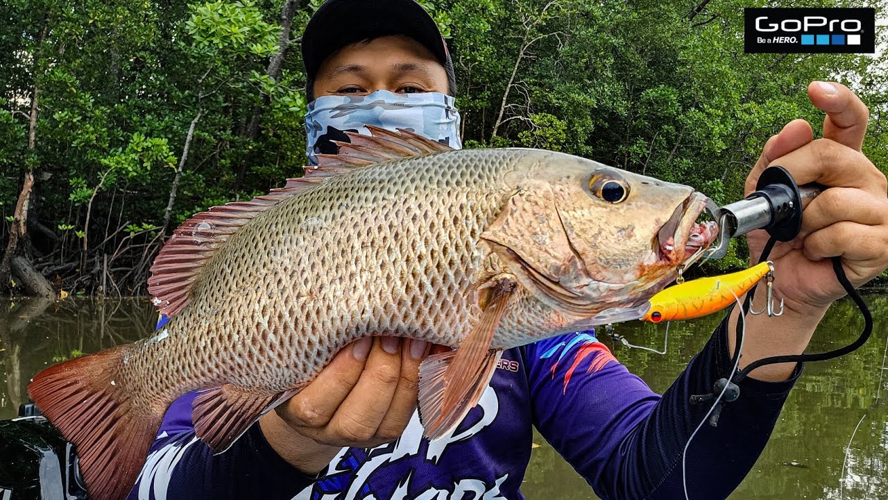 IKAN MERAH SAIZ IDAMAN || MANGROVEJACK HUNTING - YouTube