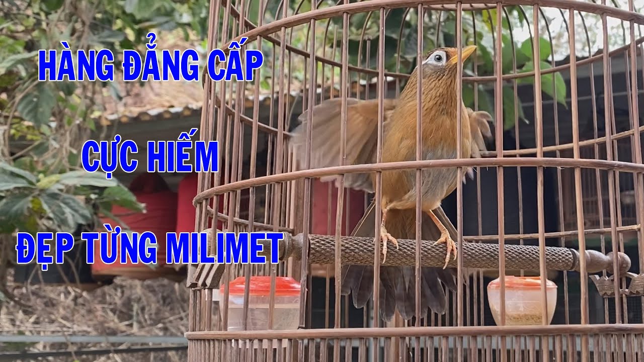 Hm 4041 - Họa mi siêu vip, chim đẳng cấp, xòe vip, mắt thiên lam (giá ...