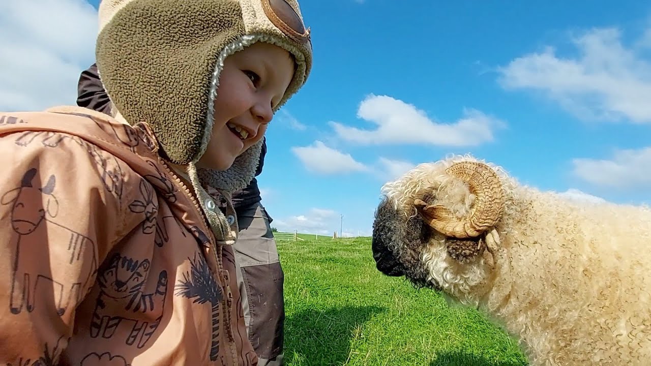 Hamish and the animals - YouTube