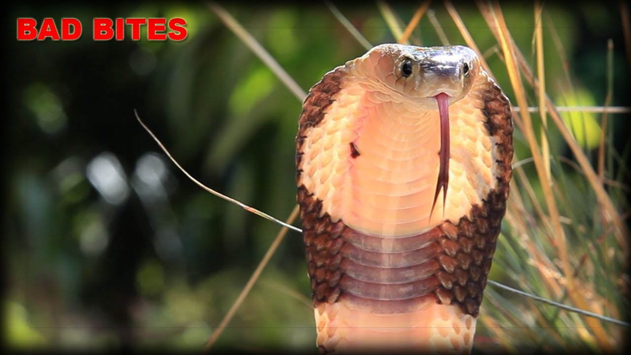 King Cobra Snake Bite Videos