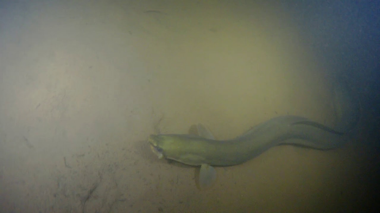 Elektrėnų marių ungurys - YouTube