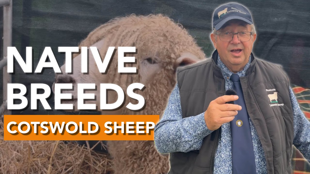 Advice for showing Cotswold sheep - An intro to John’s native breed ...