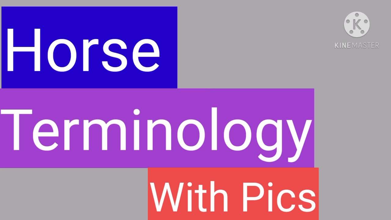 Horse terminology || horse-related terms || filly || bronco || steed ...