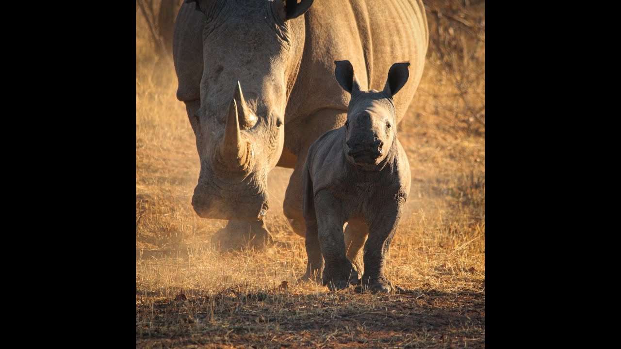 Study on white rhino mating system: Inbreeding & fragmented habitats ...