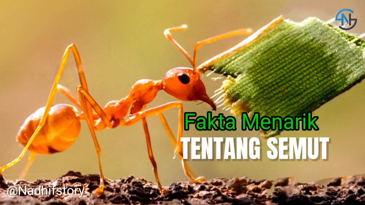 Fakta Menarik Tentang Semut - YouTube