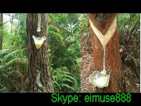 Pine Gum Rosin/Rosin Resin-Industrial Gum Rosin (Grade 'WW', 'WG', 'N ...