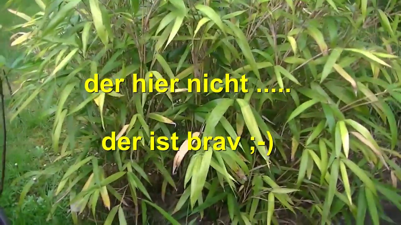 Bambus Horst-bildend , ausgebrochen, glaubt nicht alles ! - YouTube