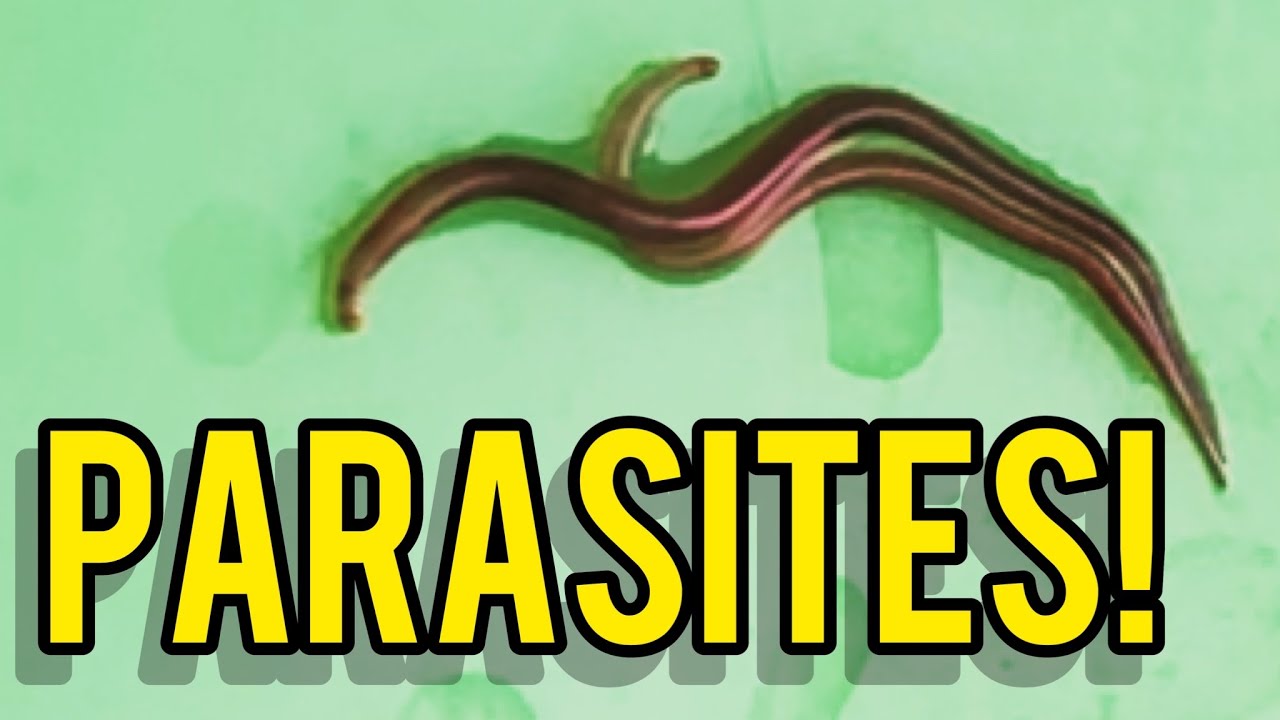 Camallanus Worms Part 1: Discovery & Treatment - YouTube