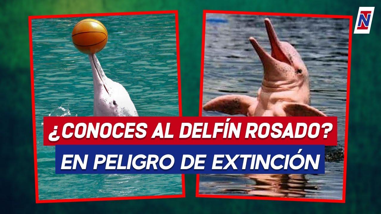 🐬El DELFÍN ROSADO está en peligro de EXTINCIÓN - YouTube
