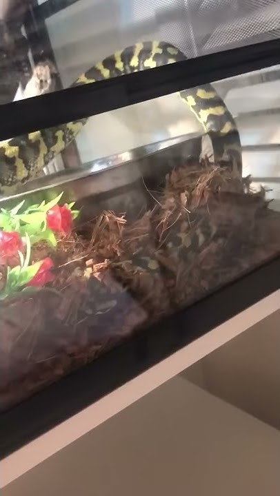 JUNGLE CARPET PYTHON BURROWS TANK - YouTube