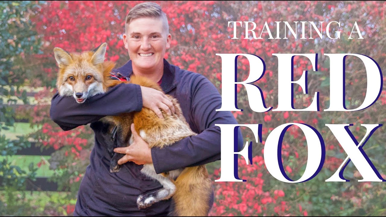 Training a RED FOX - YouTube