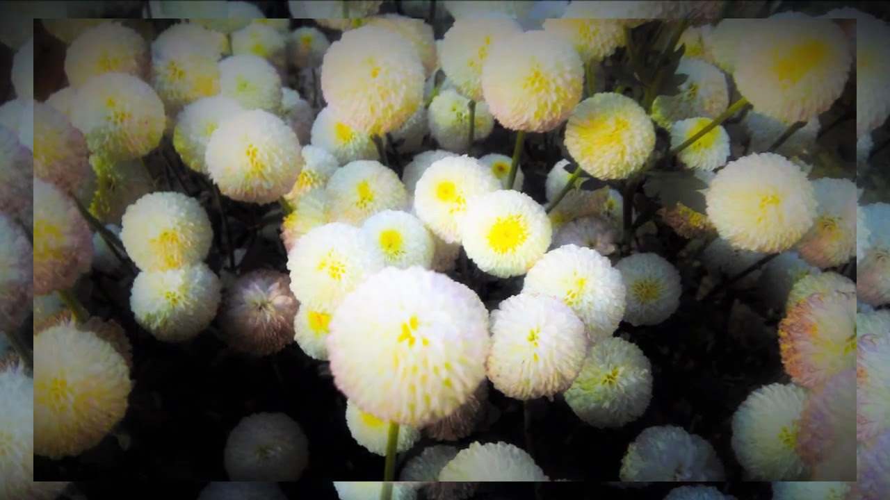 White Round Shaped Flower Photography | From'S Youtube Video | Feeling ...