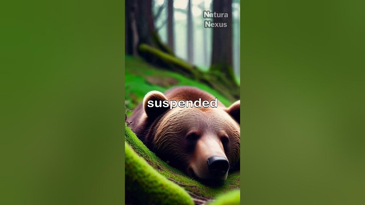 What If Humans Could Hibernate? - YouTube