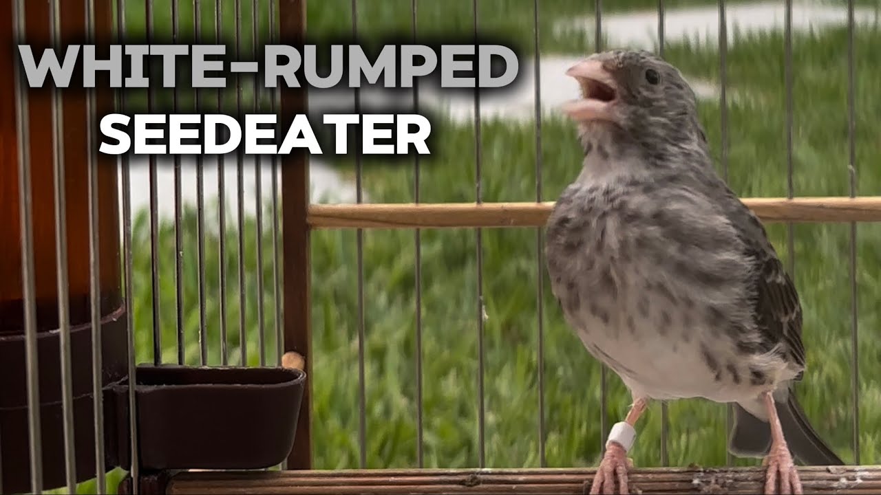 GREY SINGING Finch | White rumped seedeater | Chanteur d'africa ...