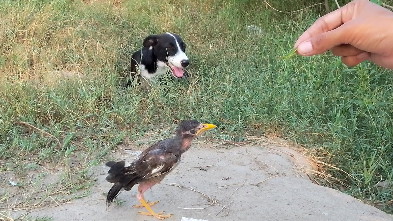 Baby Myna is eating food by Herself - YouTube
