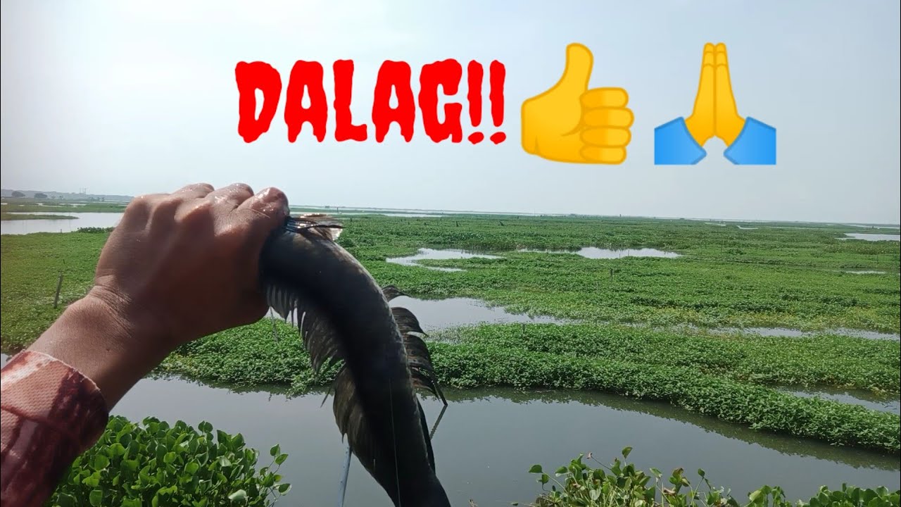 hunting/dalag👍👍🙏/ tiksay fish hunting.. - YouTube
