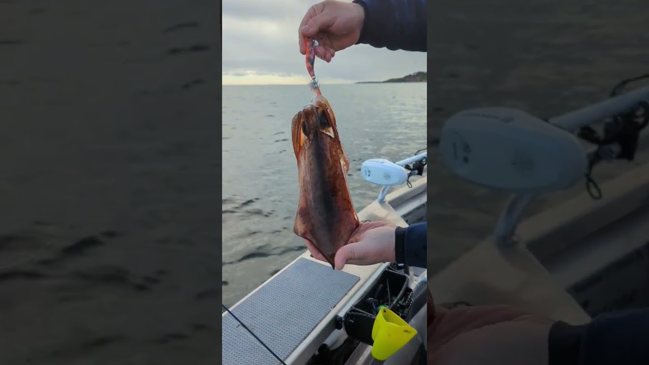 Double squirt from a squid! #squidding #fishing - YouTube