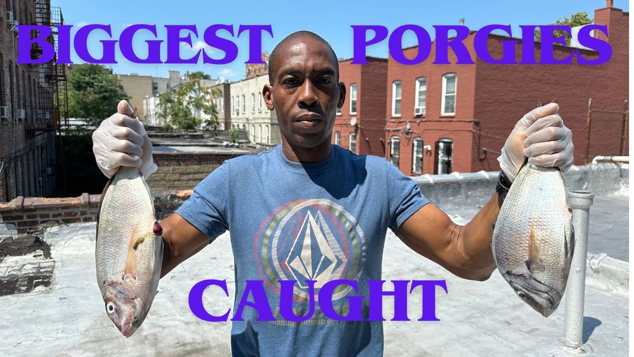 Biggest Porgies Caught and cleaned. - YouTube