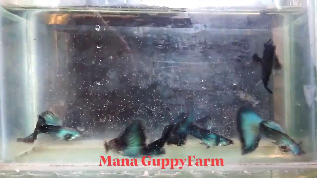 Beautiful Moscow Green Guppies - YouTube