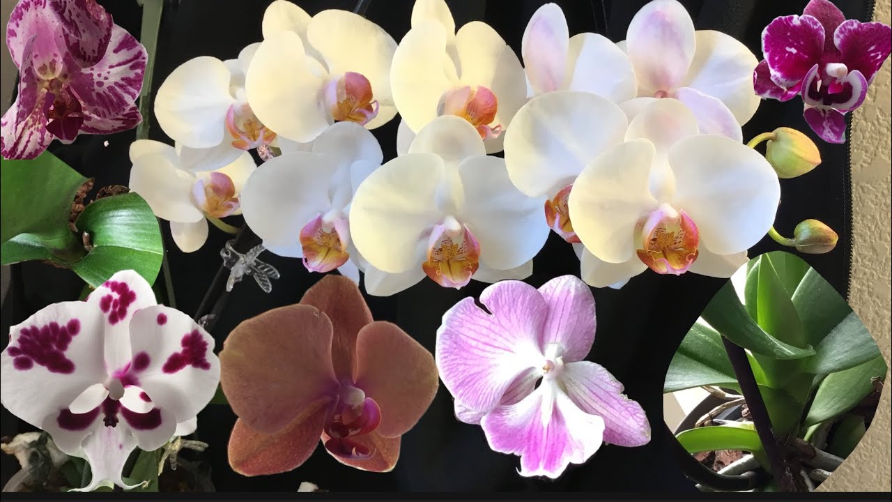 Orchids Collection Truly Are Amazing 🤩 2021 - YouTube