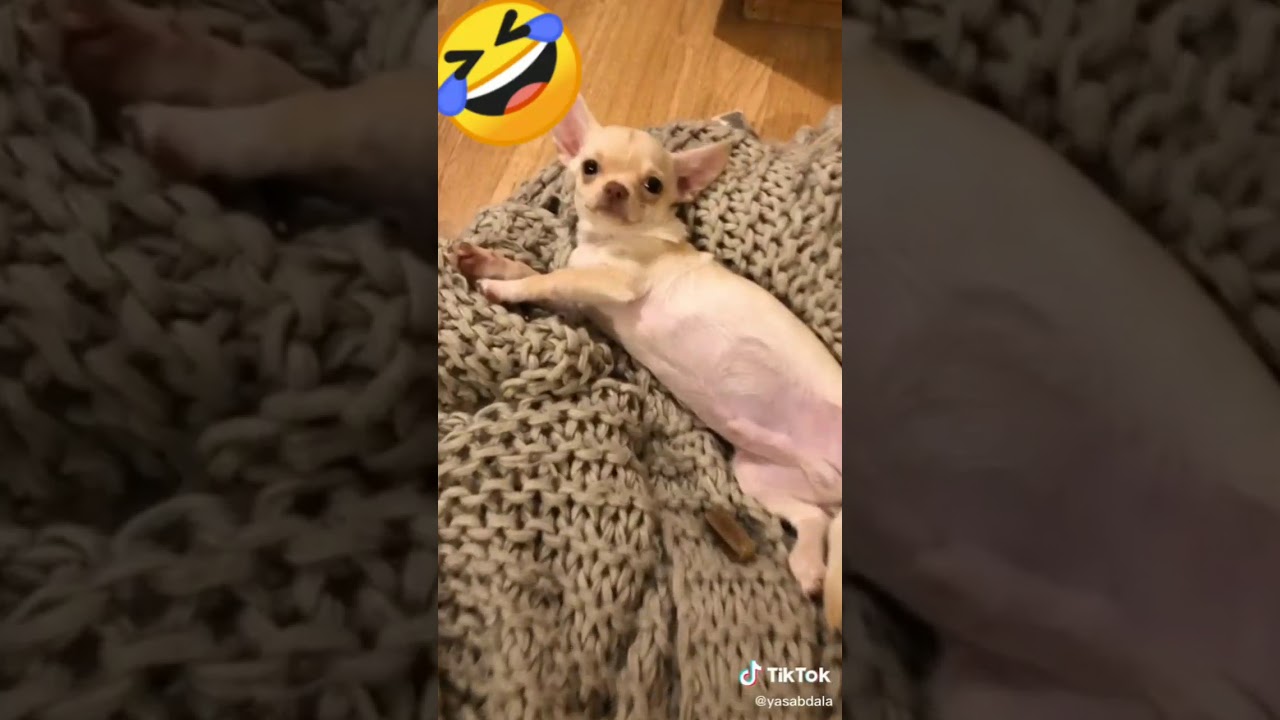 LOS MEJORES VIDEOS DE PERROS DEL TIKTOK 2020 - YouTube