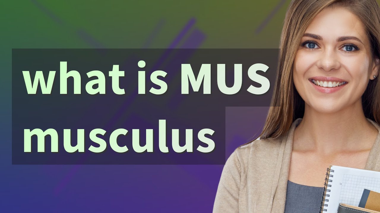 Mus musculus | meaning of Mus musculus - YouTube