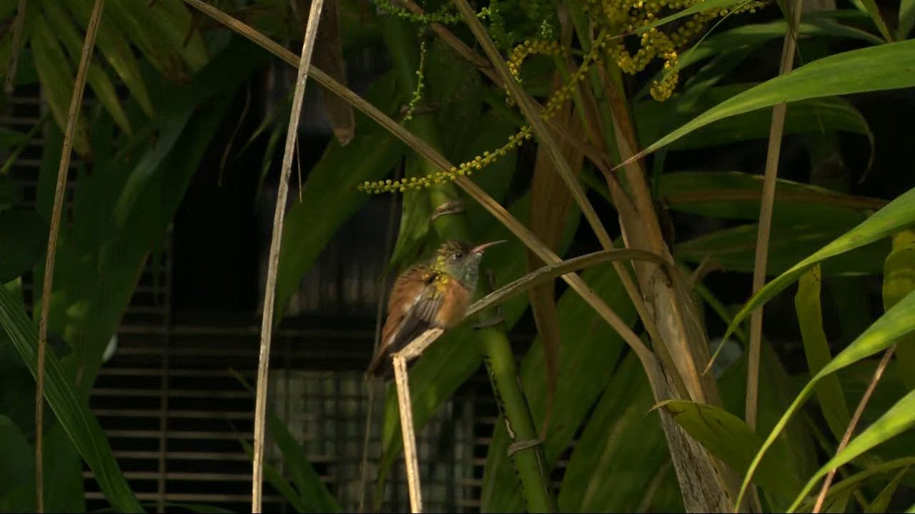 Inside look at the San Diego Zoo's new Hummingbird Habitat - YouTube