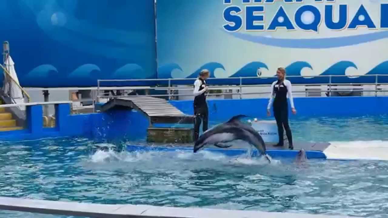 2014 Miami Seaquarium: Orca and Dolphins Perform in Slow Motion - YouTube