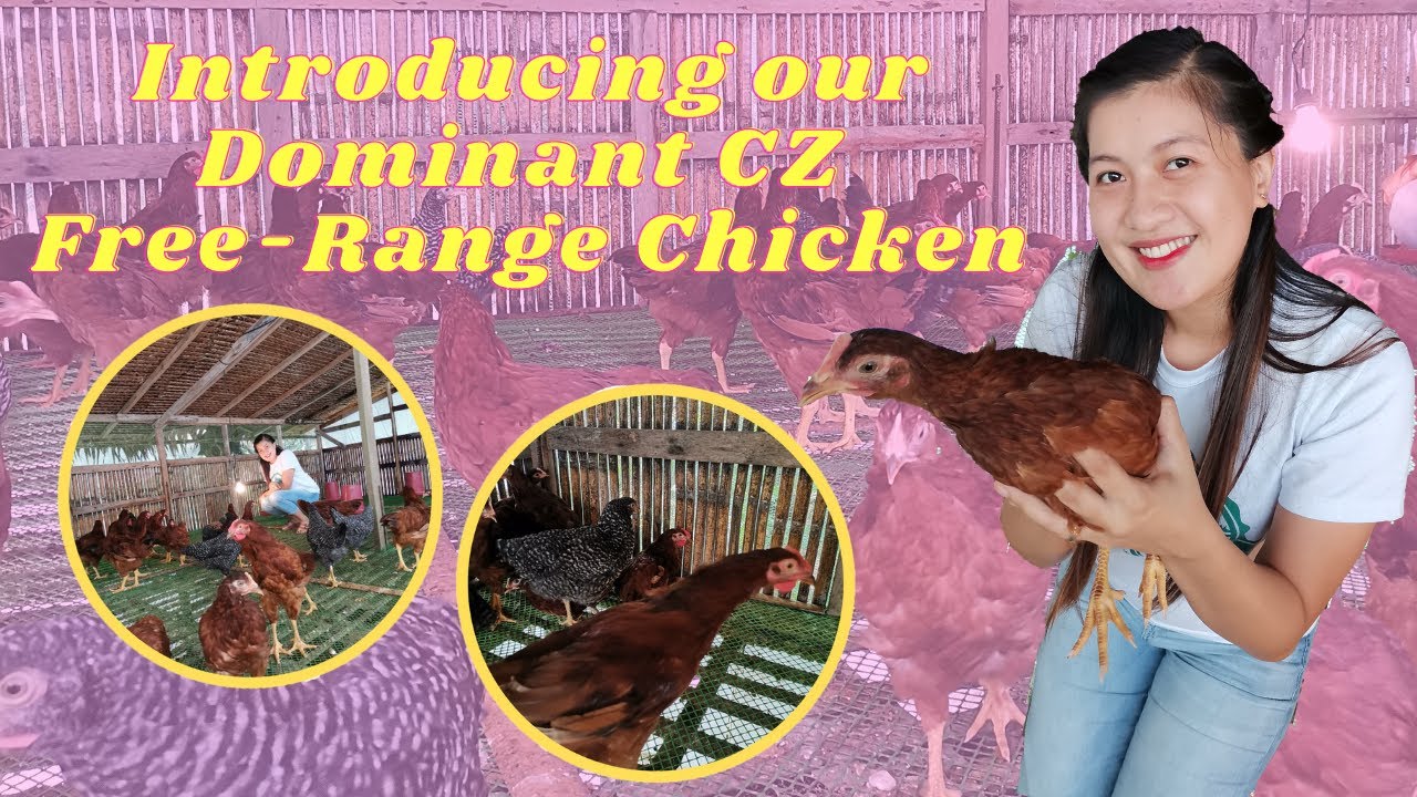 Vlog#1: Introducing our Dominant CZ Free-Range Chicken Parent Stock (PS ...