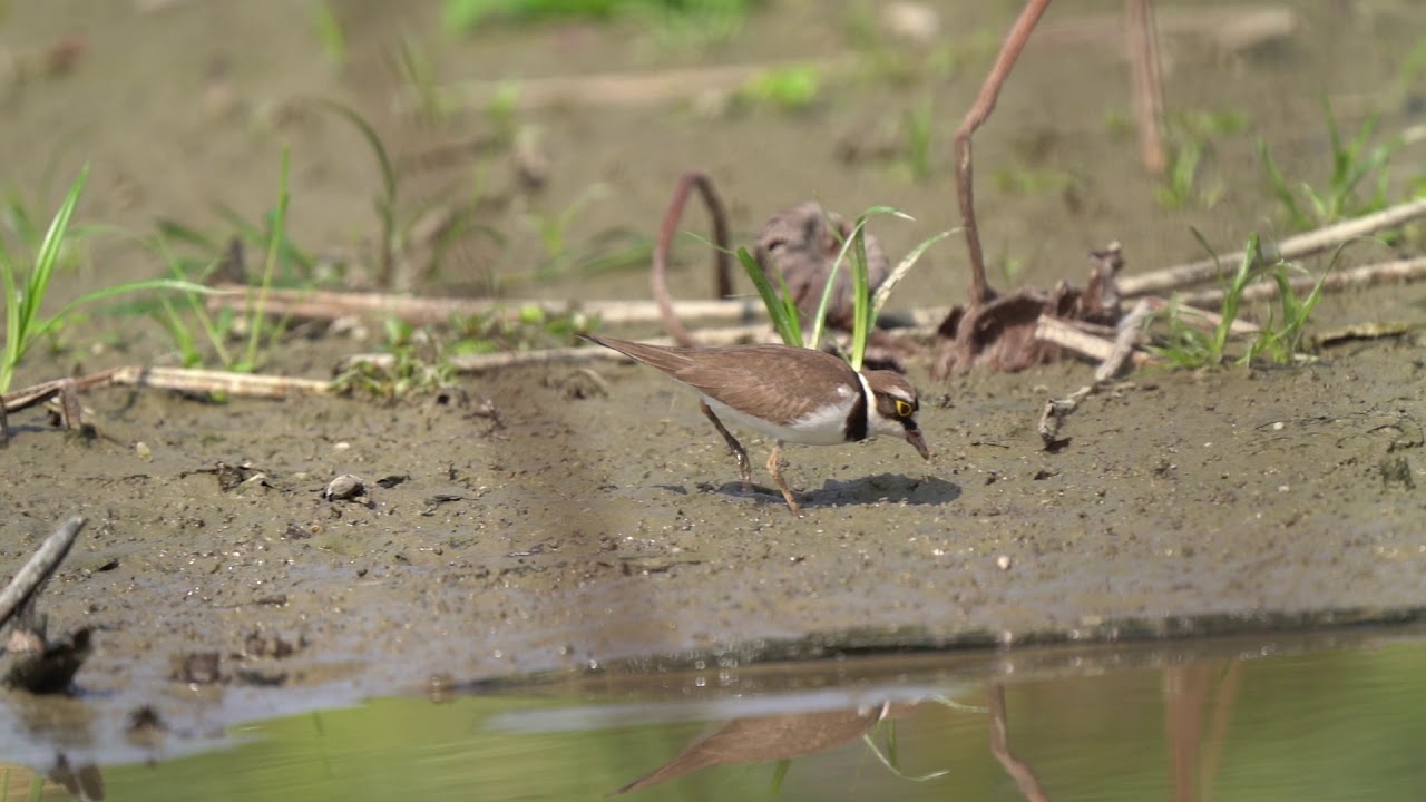 Little Ringed Plover “Foot-trembling” feeding method (Slow motion ...