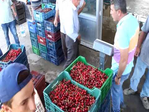 HADİM’DE KİRAZ 8 TL.