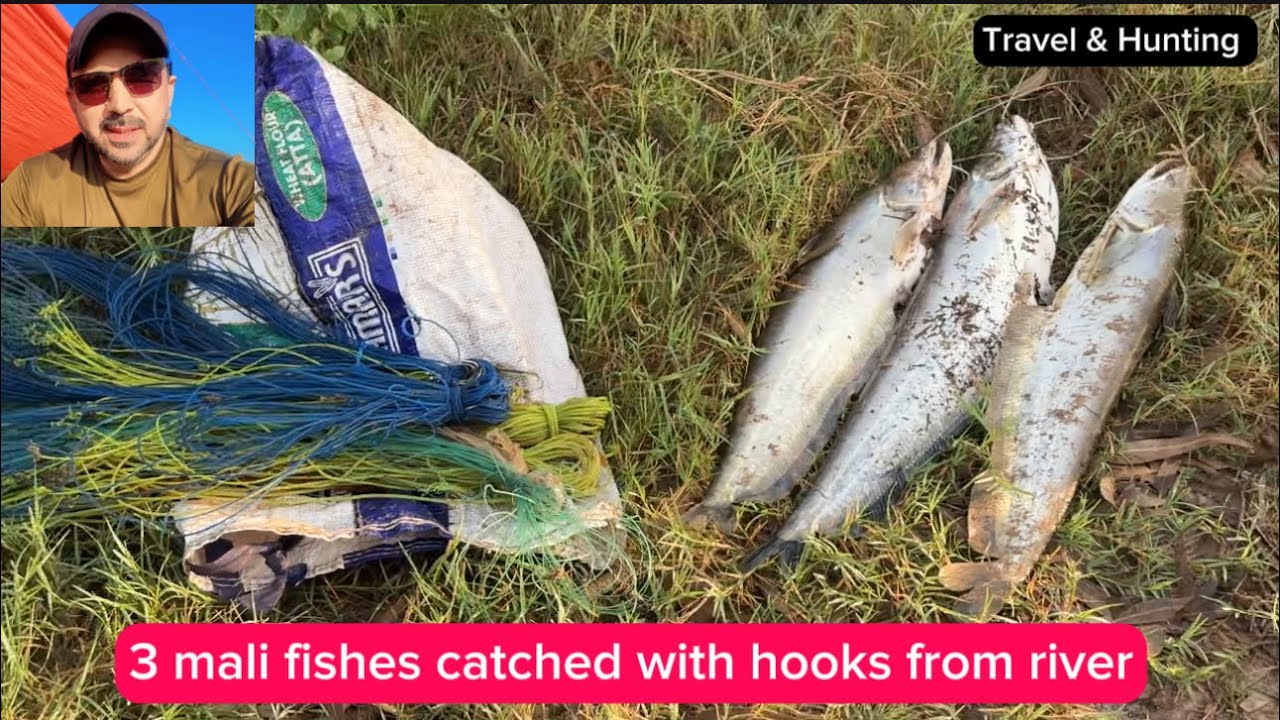 Fishing in Pakistan || 3 mali fishes catched by hooks || river fishing ...