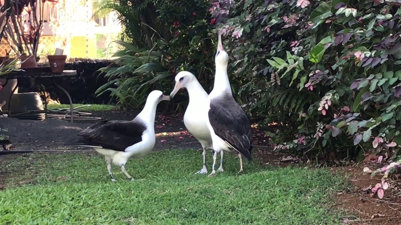 Laysan Albatross Mating Dance - YouTube