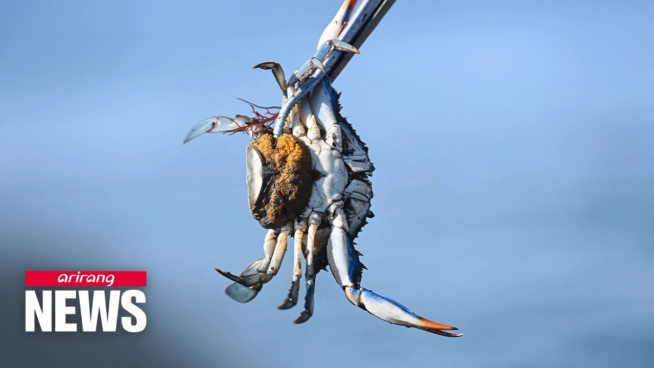 Invasive alien species cost global economy US$ 423 bil. annually - YouTube