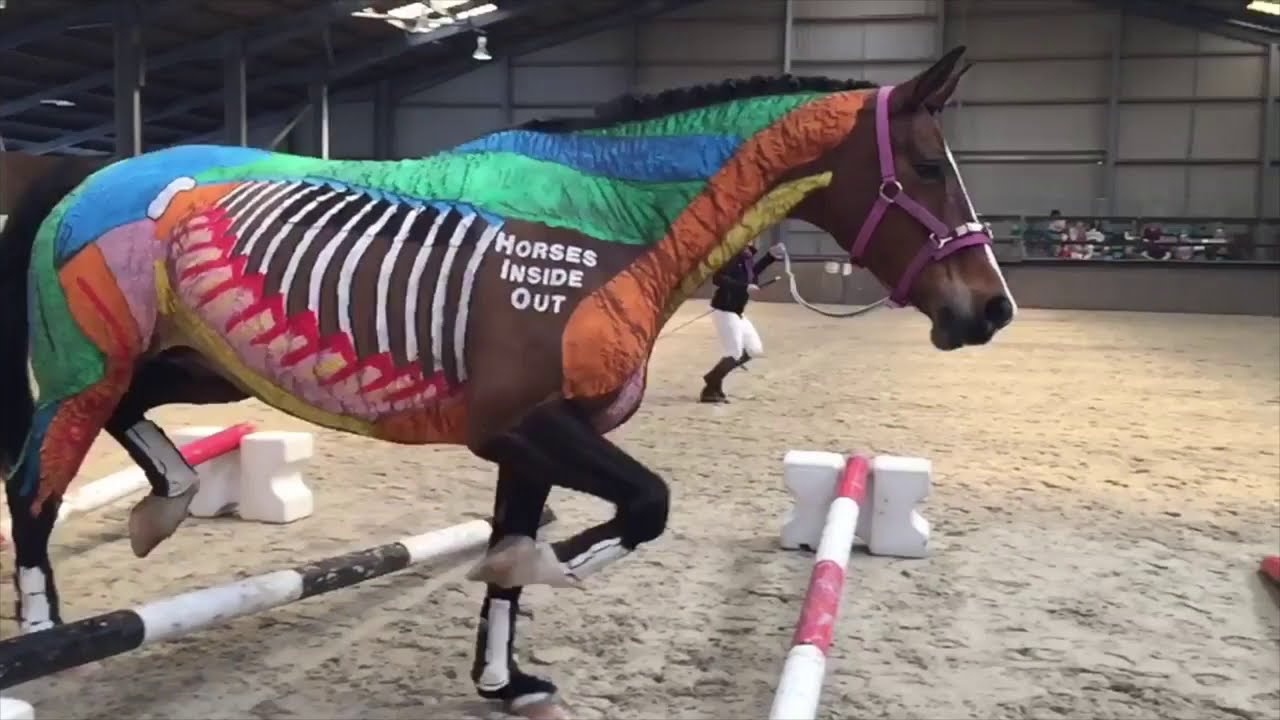 Equine Fascia in Motion - YouTube