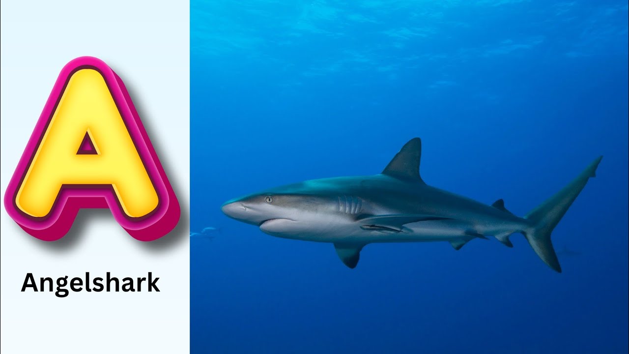 ABC phonics animals |ABC Sea Animal song | English and Animals for Kids ...