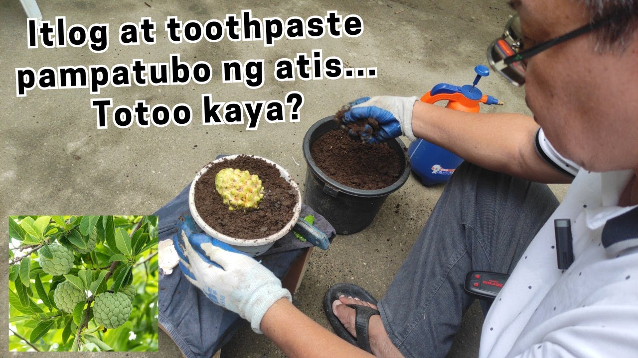 Atis Planting Hack...Patunayan natin! | Grow your own food with Lolo ...